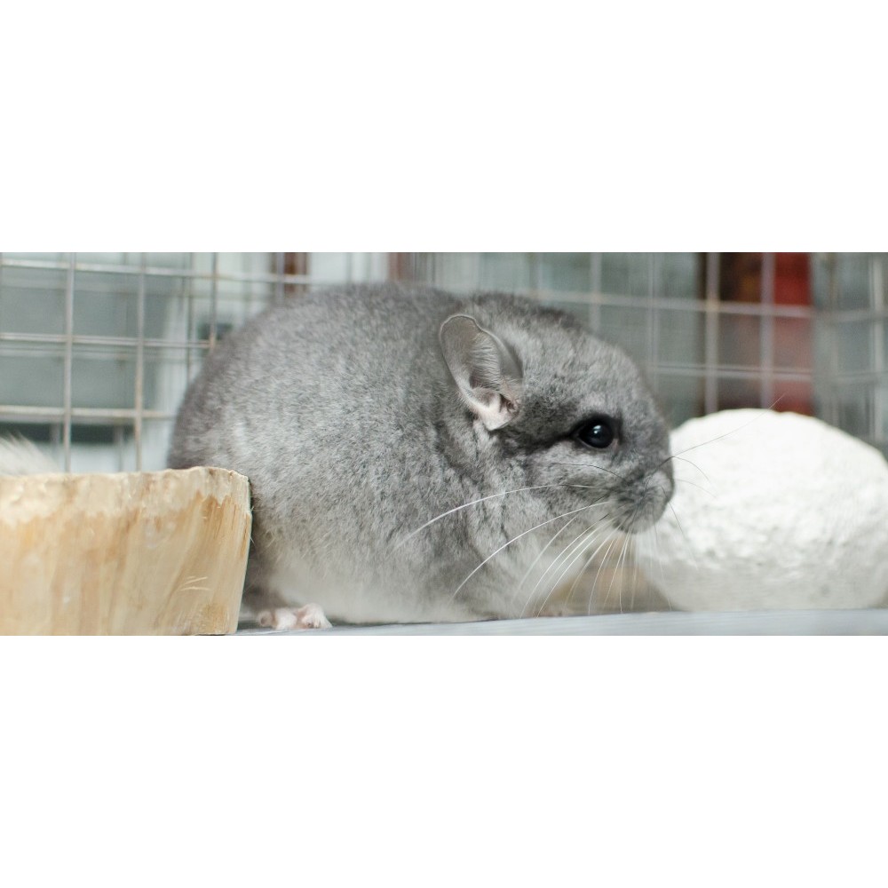 chinchilla chinchila cincila sinsila | arhiva Okazii.ro