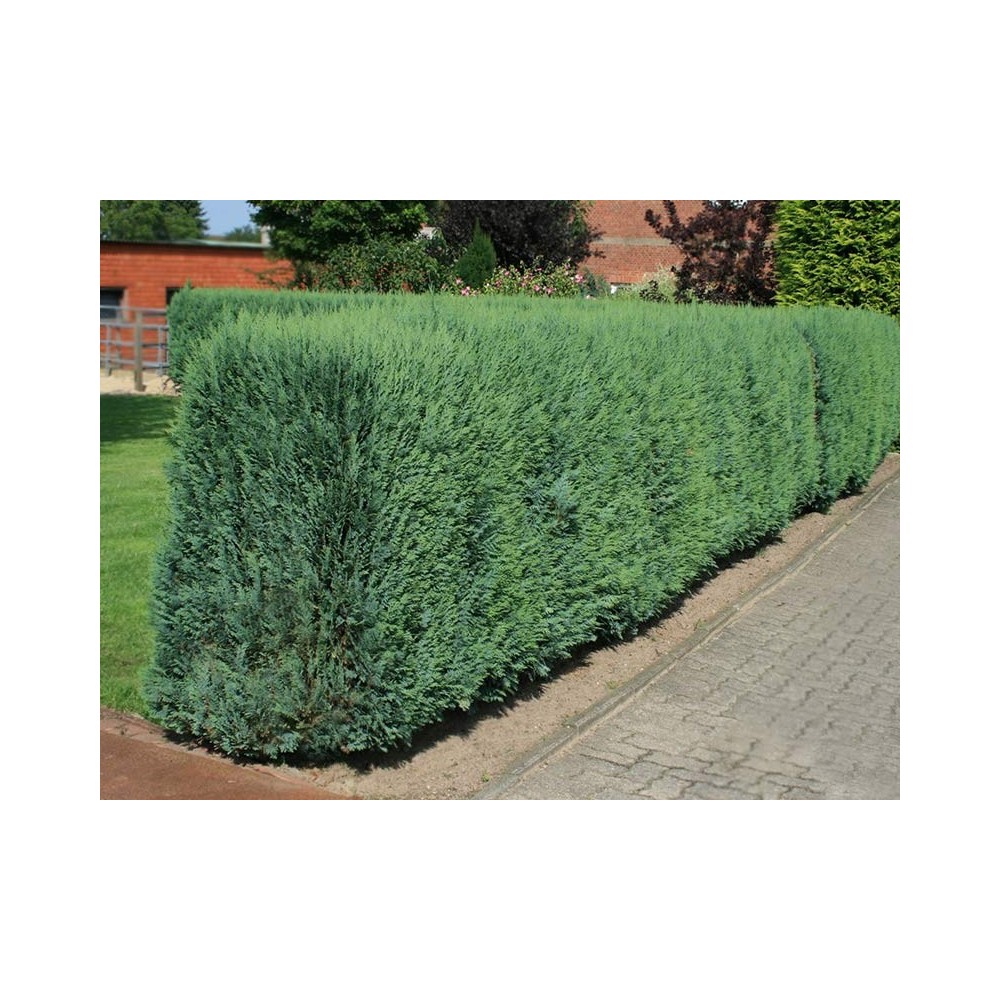 Chamaecyparis lawsoniana `Columnaris? ? Chiparos albastru | arhiva ...