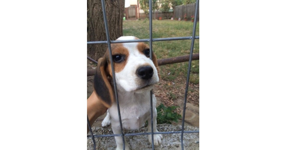Pui Beagle spre adoptie | arhiva Okazii.ro