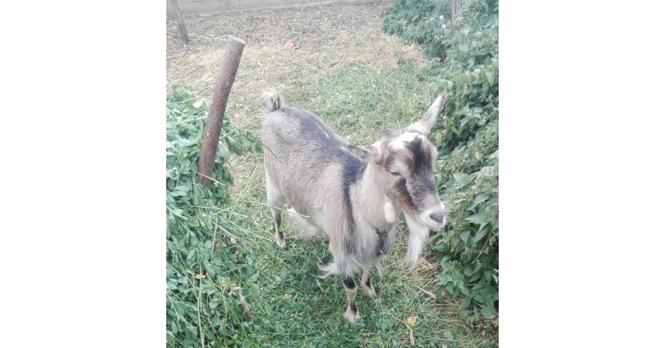 De vanzare 2 capre si un tap | arhiva Okazii.ro