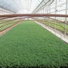 Cauti vand rasaduri(stoloni)de capsuni Gigantela si Urcatoare sau ...