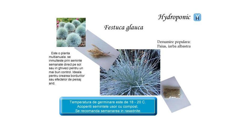 Iarba albastra- festuca glauca - 20 seminte | arhiva Okazii.ro