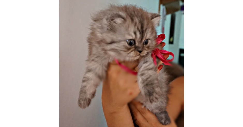 vand Pui pisica persana | arhiva Okazii.ro