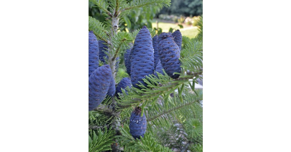 Abies koreana ? brad corean | arhiva Okazii.ro