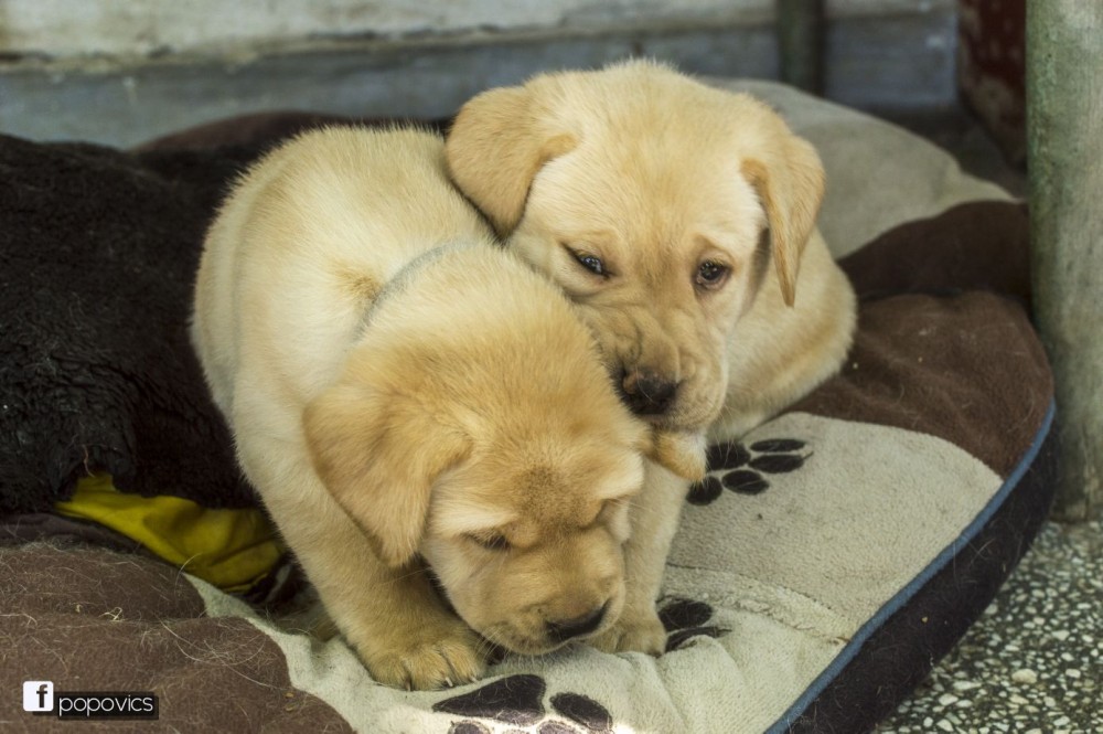 Pui masculi de Labrador Retriever | arhiva Okazii.ro