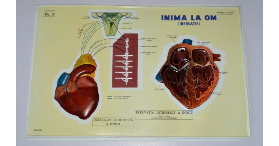 Plansa didactica perioada comunista, RSR - anatomie, inima la om ...