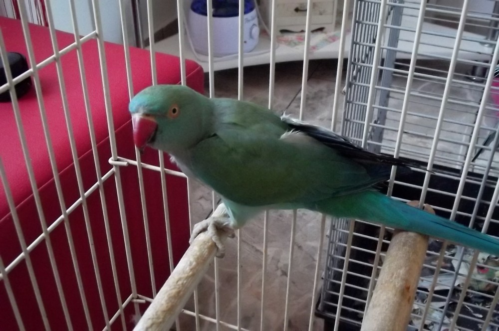 Papagal Micul Alexander | arhiva Okazii.ro