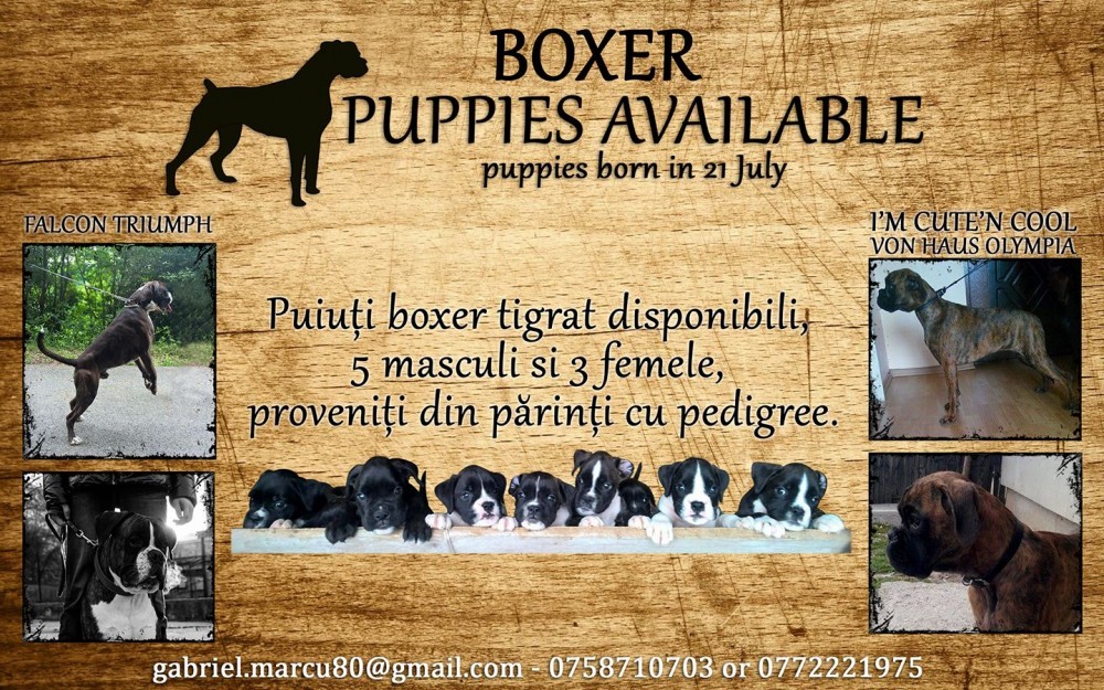 pui Boxer german- RASA PURA, atestat pedigree | arhiva Okazii.ro