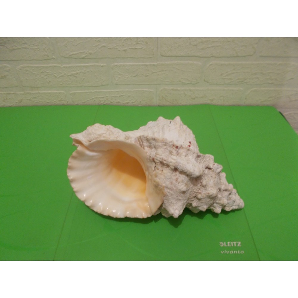 Veritabila COCHILIE de MELC OCEANIC , dimensiuni mari , stare buna , 24 ...