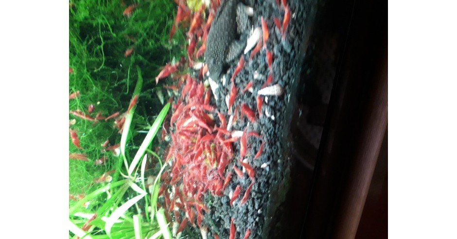 Creveti acvariu Sakura Red | arhiva Okazii.ro