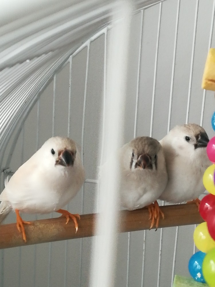 Zebrute australiene | arhiva Okazii.ro