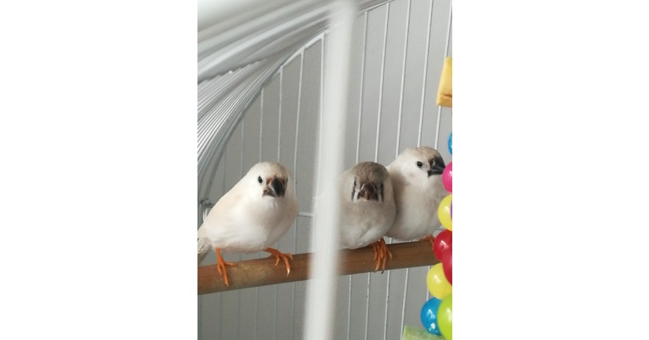 Zebrute australiene | arhiva Okazii.ro