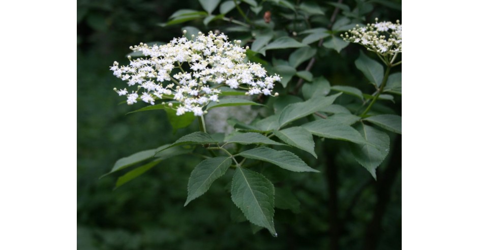Soc (Sambucus nigra) | arhiva Okazii.ro