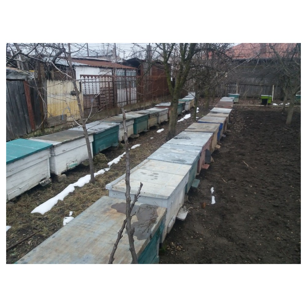 Vand Stupi Cu Familii De Albine Arhiva Okaziiro