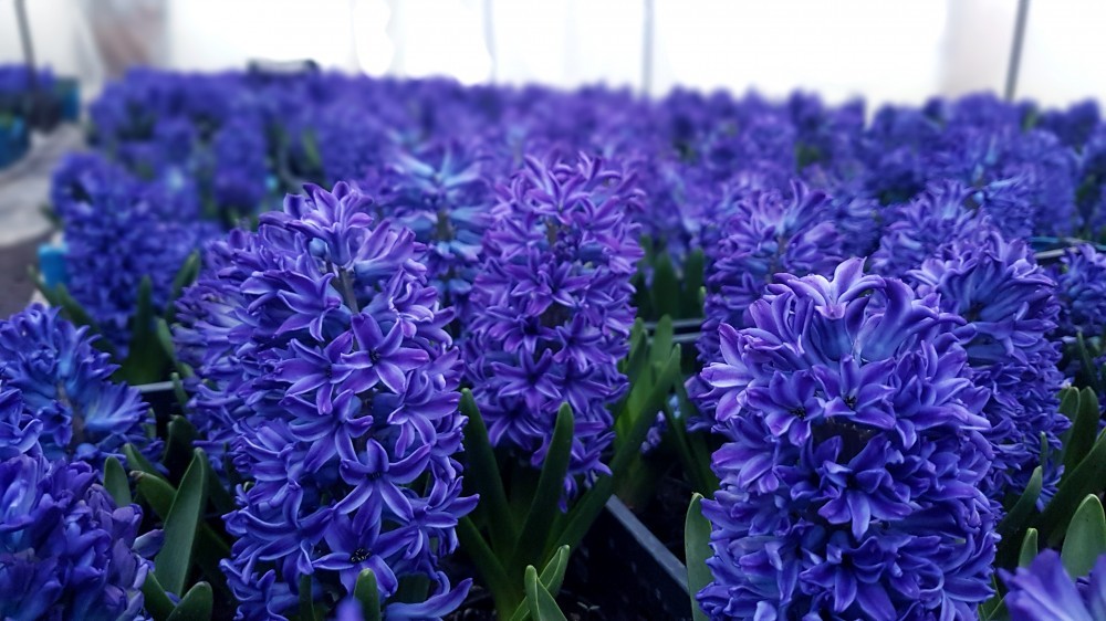 Zambile la ghiveci - producator | arhiva Okazii.ro