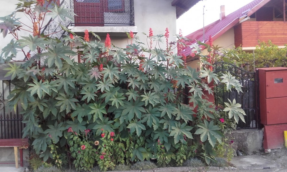 Vand seminte de ricin | arhiva Okazii.ro