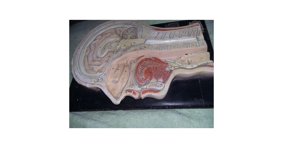 Model didactic anatomie sectiune craniu uman,placheta relief craniu,T ...