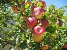 Mar Parmen Auriu / M106 | arhiva Okazii.ro