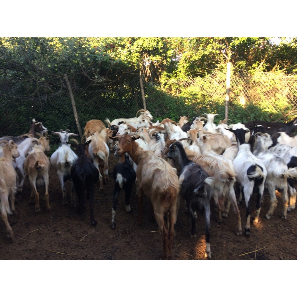 Capre | arhiva Okazii.ro