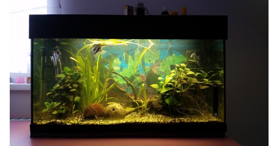Acvariu cu pesti 110 l | arhiva Okazii.ro