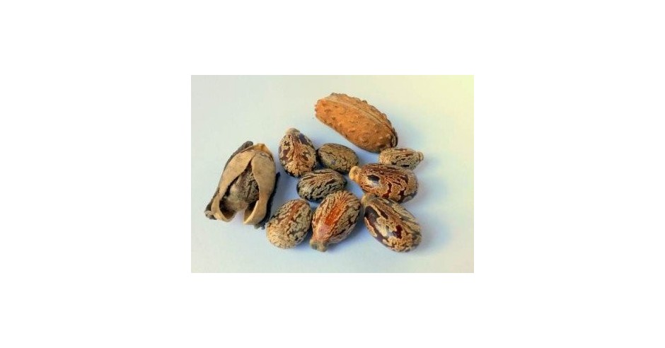 Plante medicinale - Seminte ricin | arhiva Okazii.ro