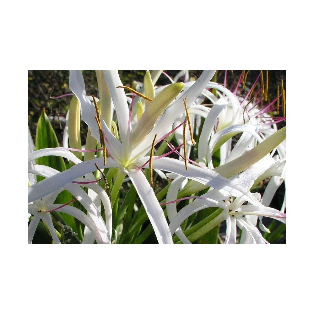 Crinul asiaticum seminte rare - Crin paianjen ? Festalis Ismene 1 bulb ...