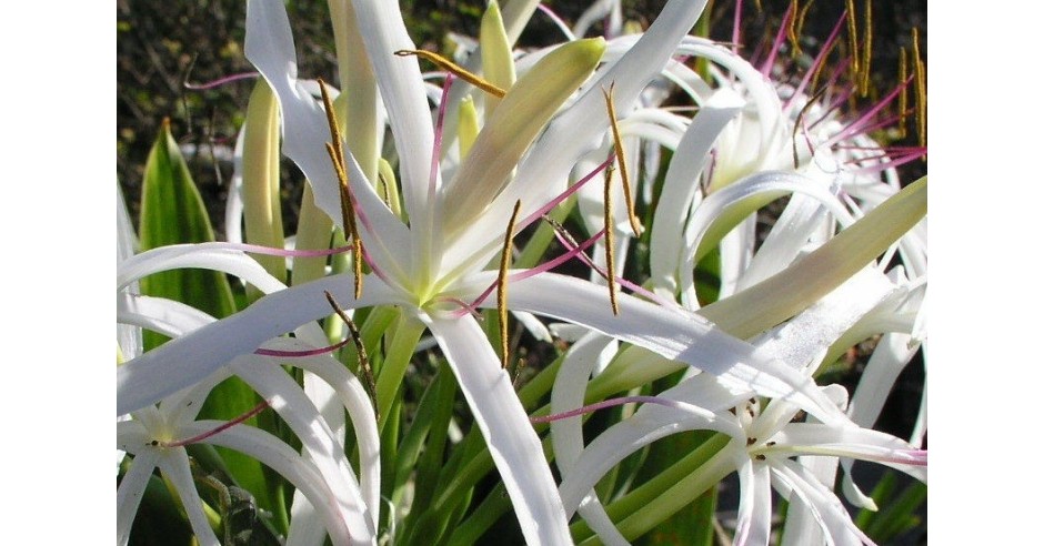 Crinul asiaticum seminte rare - Crin paianjen ? Festalis Ismene 1 bulb ...