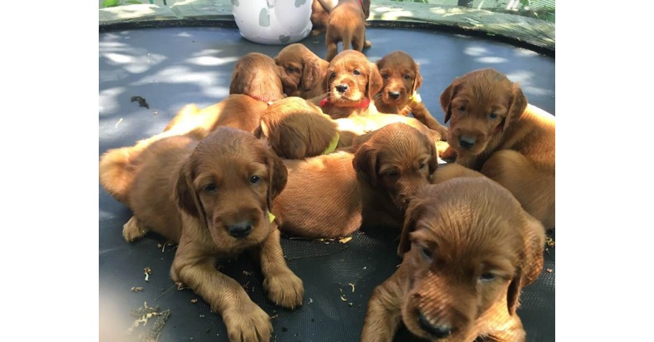 Pui de setter irlandez ro?u | arhiva Okazii.ro