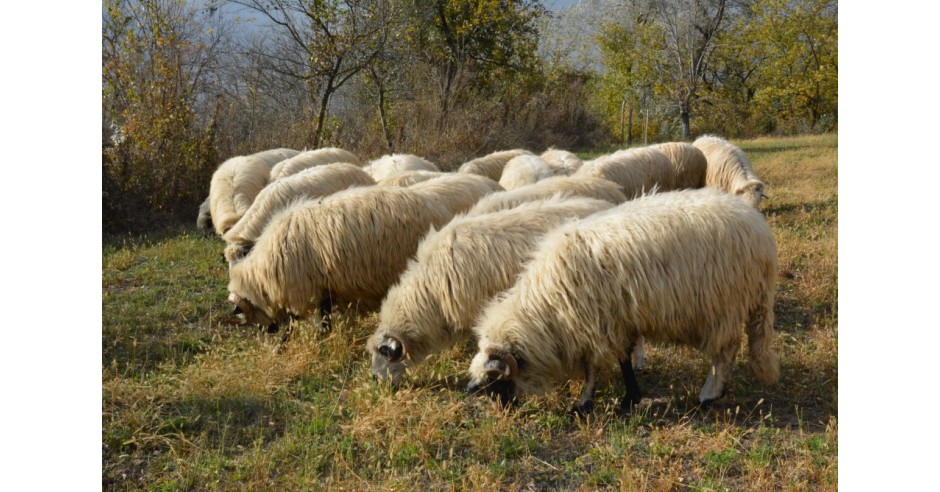 Oi ,,RASA TURCANA" | arhiva Okazii.ro
