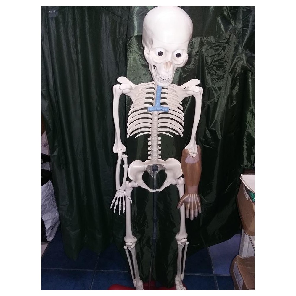 CRaniu Uman,Schelet,Anatomie,Schelet didactic corp uman,organe interne ...