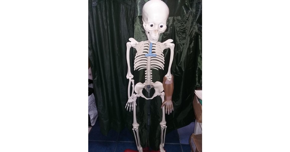 CRaniu Uman,Schelet,Anatomie,Schelet didactic corp uman,organe interne ...