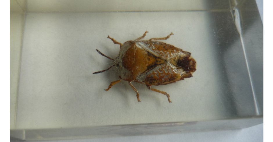 INSECTE REALE IN RASINA, (N11) DEAGOSTINI | Okazii.ro