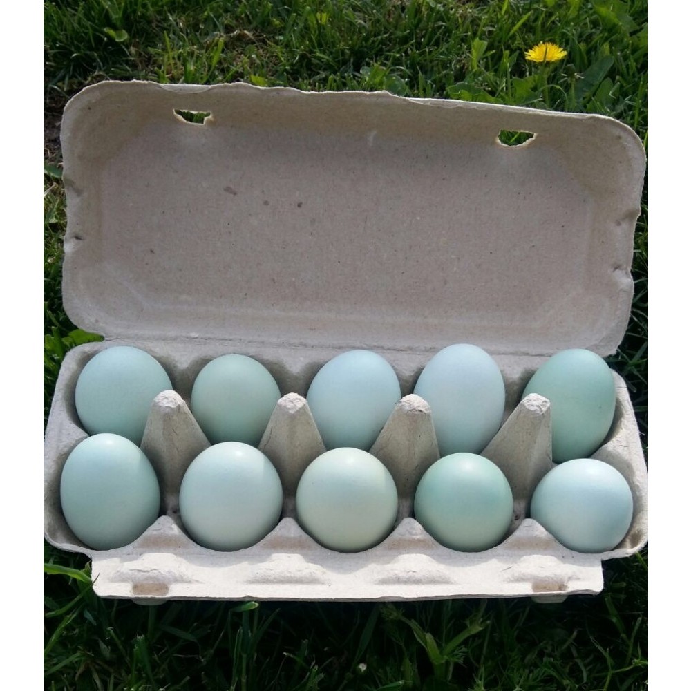 Oua de gaina ameraucana-oua verzi,fara colesterol | arhiva Okazii.ro