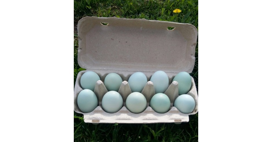 Oua de gaina ameraucana-oua verzi,fara colesterol | arhiva Okazii.ro