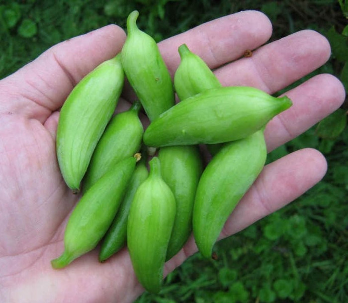 Cyclanthera pedata - Castravete exploziv ,caigua - leguma comestibila ...