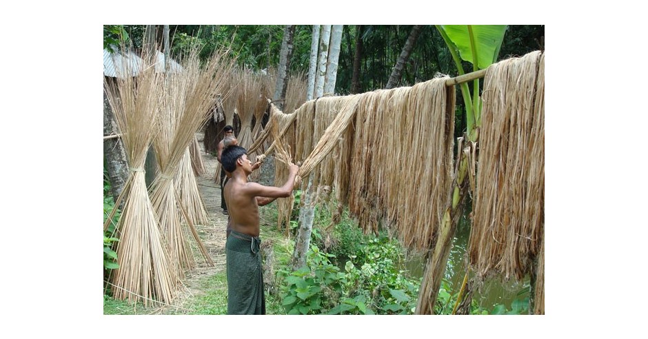Seminte rare de IUTA - Corchorus olitorius - 5 seminte pt semanat ...