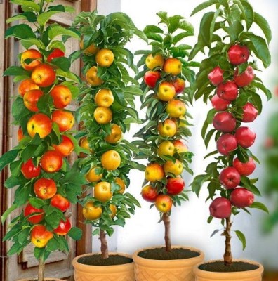 Pomi fructiferi columnari pitici,meri.ciresi,caisi,nectarin-10+5 gratis ...