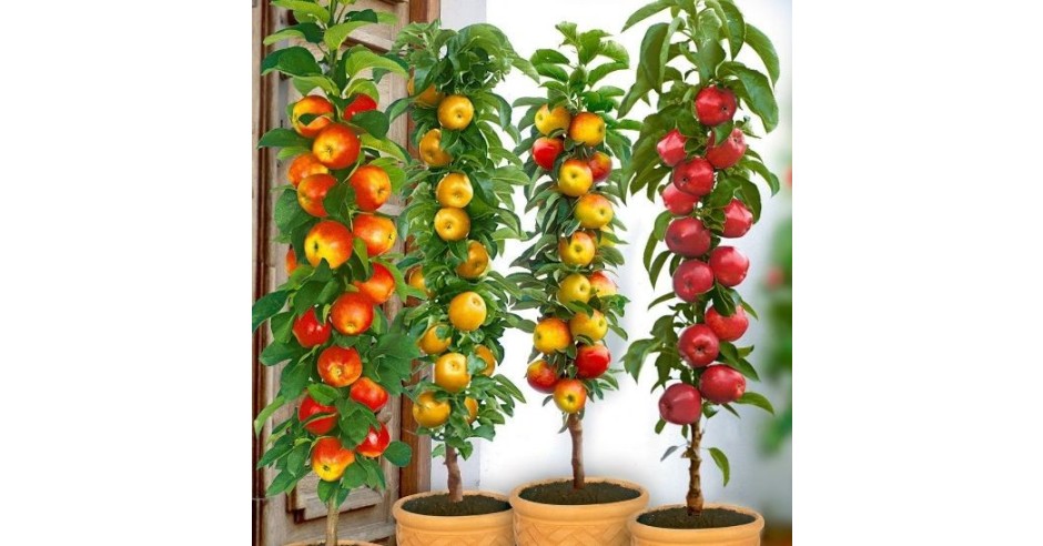 Pomi fructiferi columnari pitici,meri.ciresi,caisi,nectarin-10+5 gratis ...