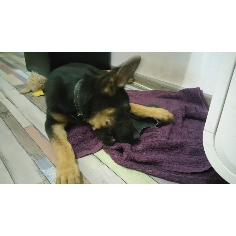 Ciobanesc german, pui de caine lup de 4 luni | arhiva Okazii.ro