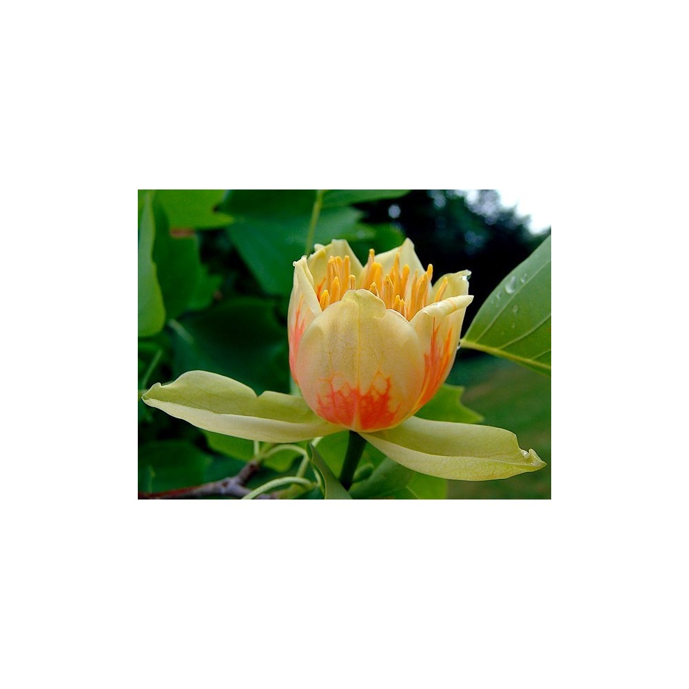 Arborele de lalea (Liriodendron tulipifera) 60-90 cm | arhiva Okazii.ro