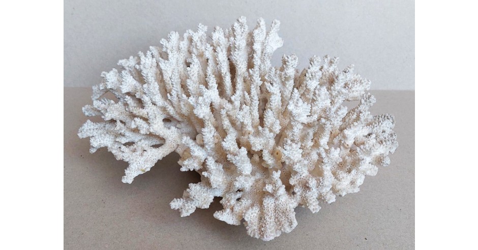 Coral alb marin ACROPORA de dimensiuni mari (33x26cm), excelent ...