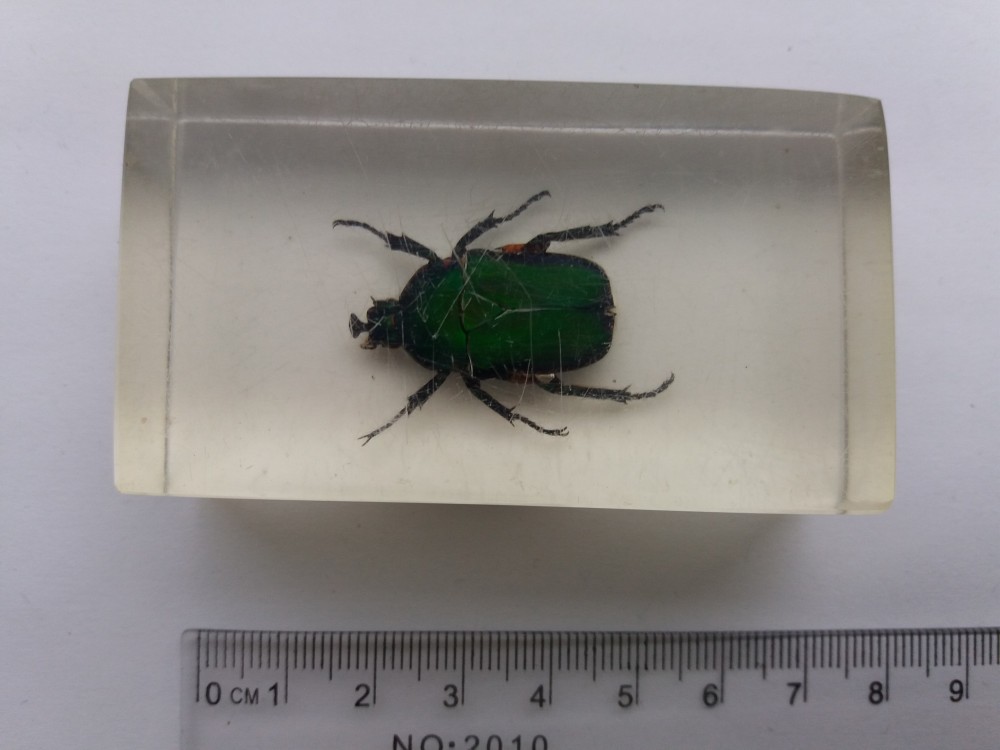 Insecte in rasina-Colectia Deagostini-4 | arhiva Okazii.ro