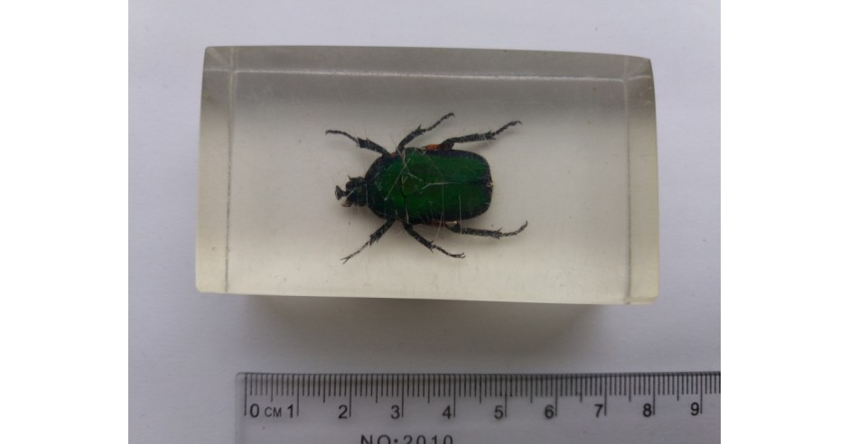 Insecte in rasina-Colectia Deagostini-4 | arhiva Okazii.ro