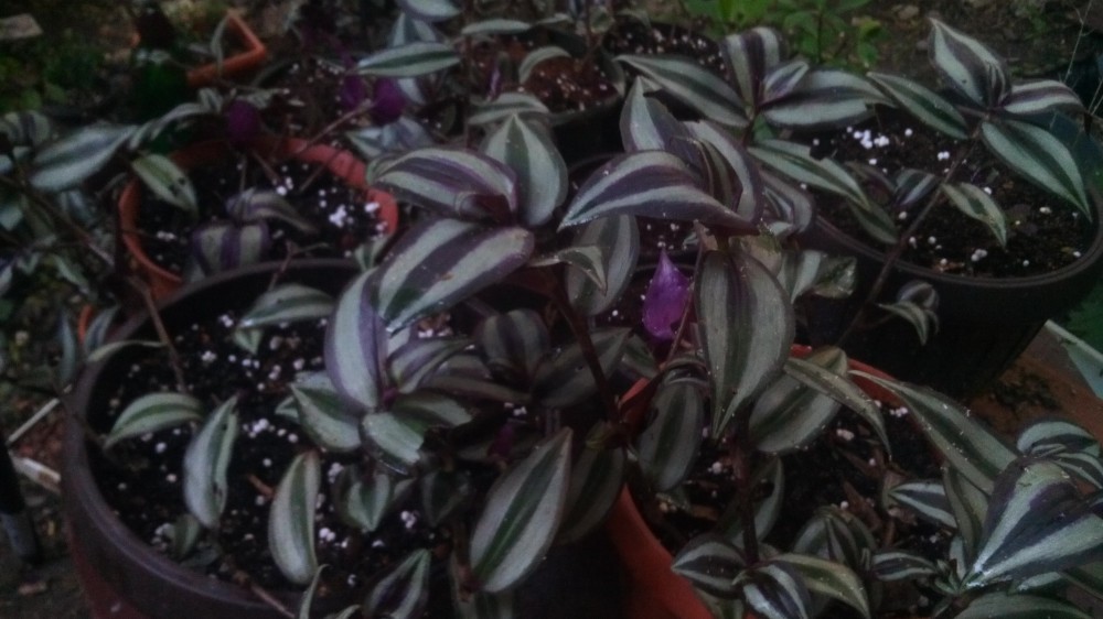 Tradescantia zebrina (planta telegraf de culoare purpurie cu dungi ...