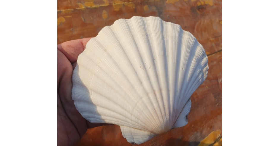 Scoica mare naturala, poate fi folosita ca si scrumiera, 14x12 cm ...