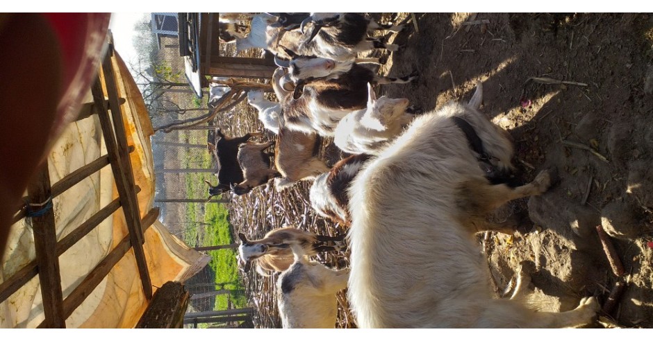 Capre de vanzare | arhiva Okazii.ro