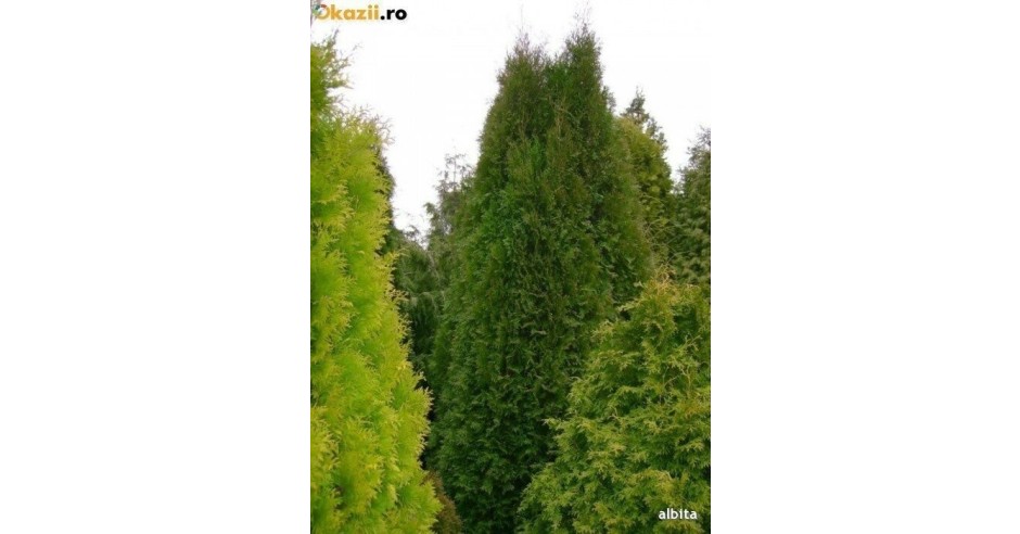 Seminte de Tuia occidentalis (15 seminte) este cultivat si ca Bonsai ...