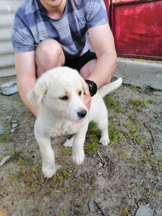 Metis labrador, un baiat si o fata, Pedigree | Okazii.ro