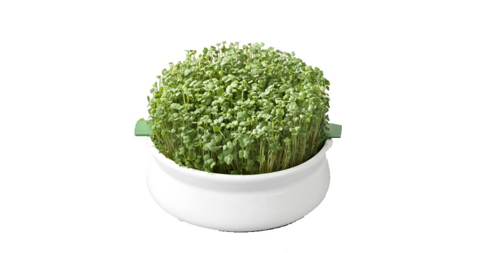 Vas pentru Germinare Germline | Okazii.ro