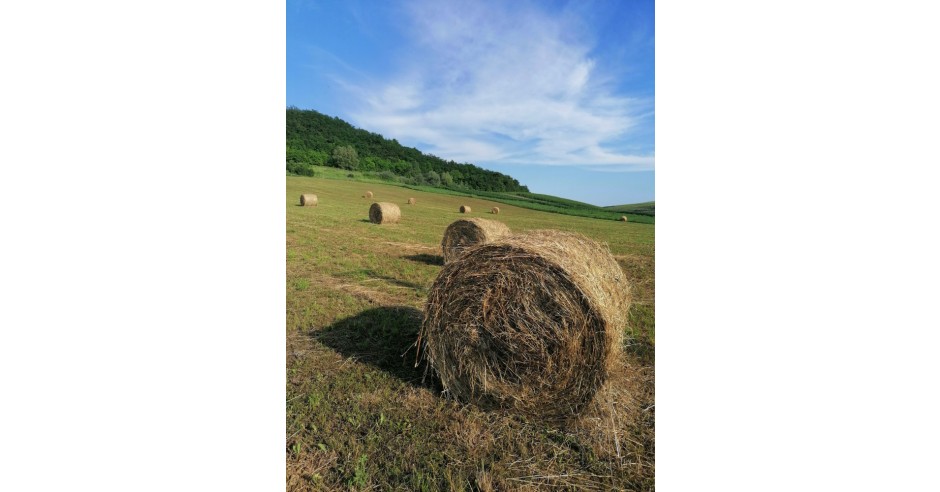 Baloti lucerna rotunzi | arhiva Okazii.ro